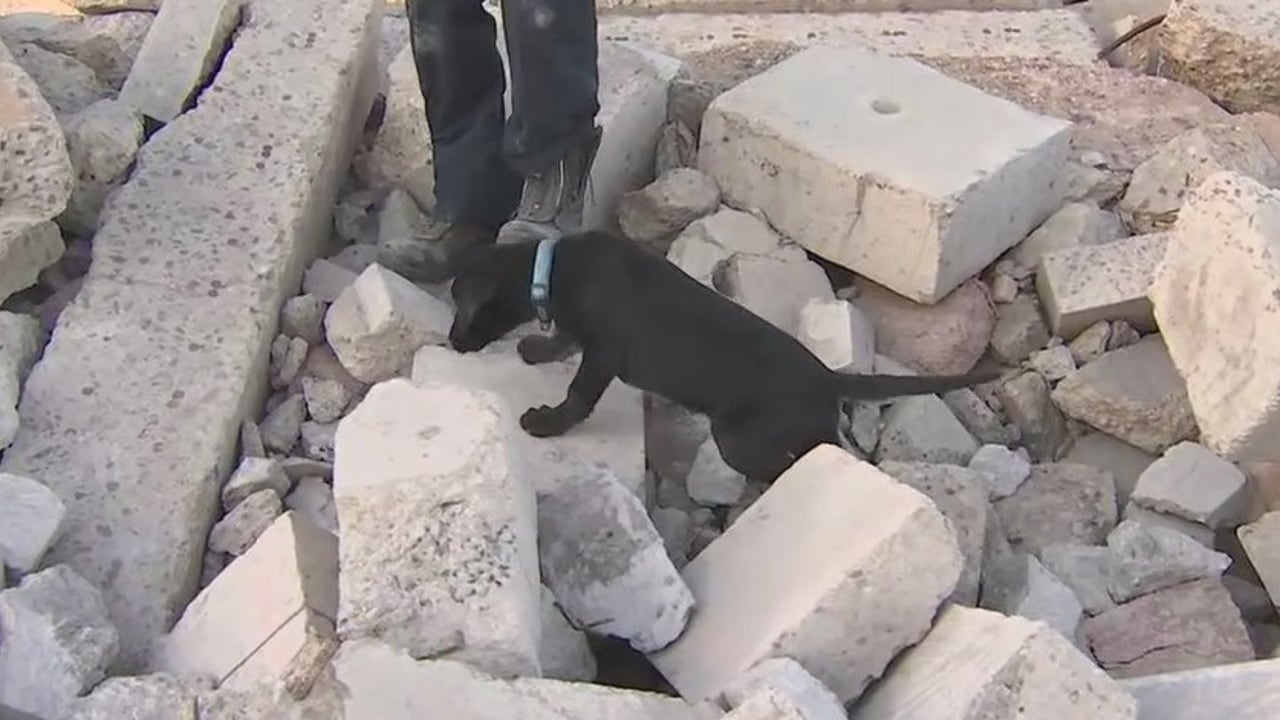 Arizona Search Dogs welcomes new puppy to the team | FOX 10 Phoenix