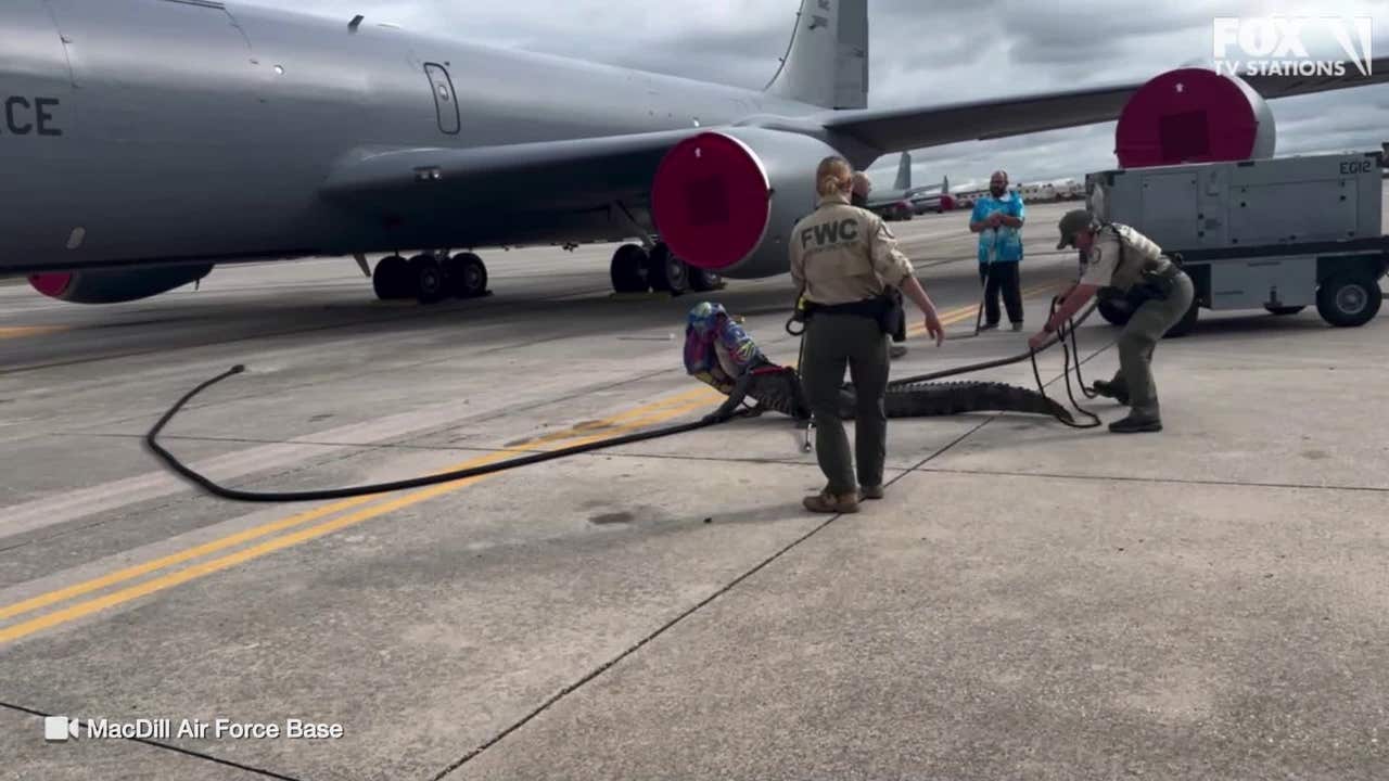 Colossal alligator halts Florida Air Force plane