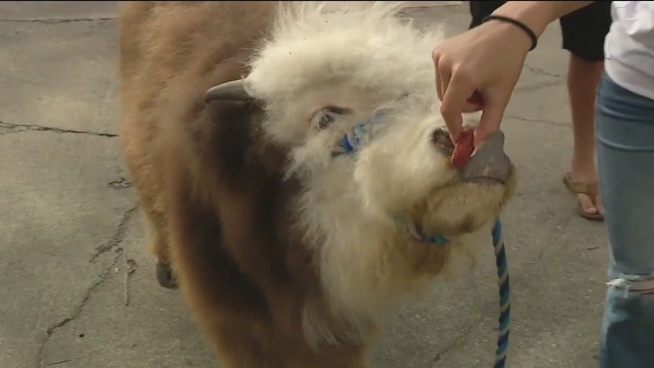 Mini cow 'Jason Moo-Moah' becomes viral sensation | FOX 35 Orlando