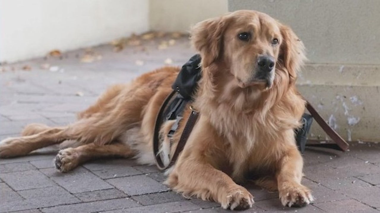 Helping veterans battle PTSD | FOX 5 Atlanta