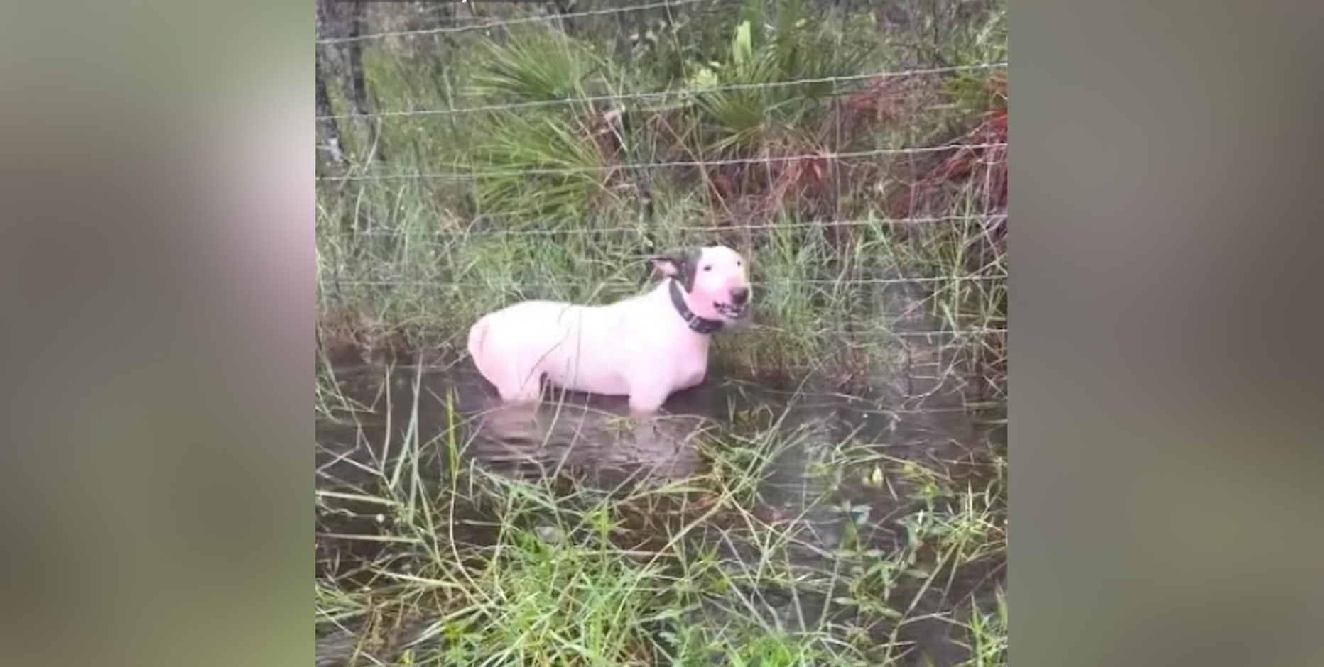 Animals rescued from Hurricane Milton up for adoption in Pennsylvania ...