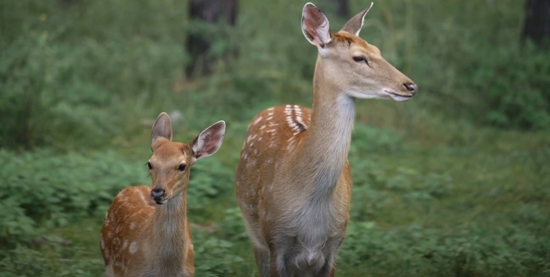 Michigan expands bow hunting for antlerless deer in the Upper Peninsula | FOX 2 Detroit