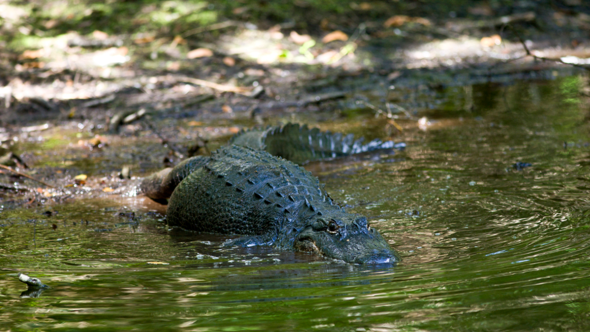 13-foot massive alligator snatches duck from hunters in Central Florida