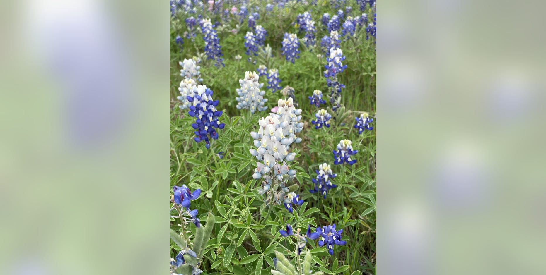 Texas bluebonnets already blooming in North Texas | FOX 4 Dallas-Fort Worth