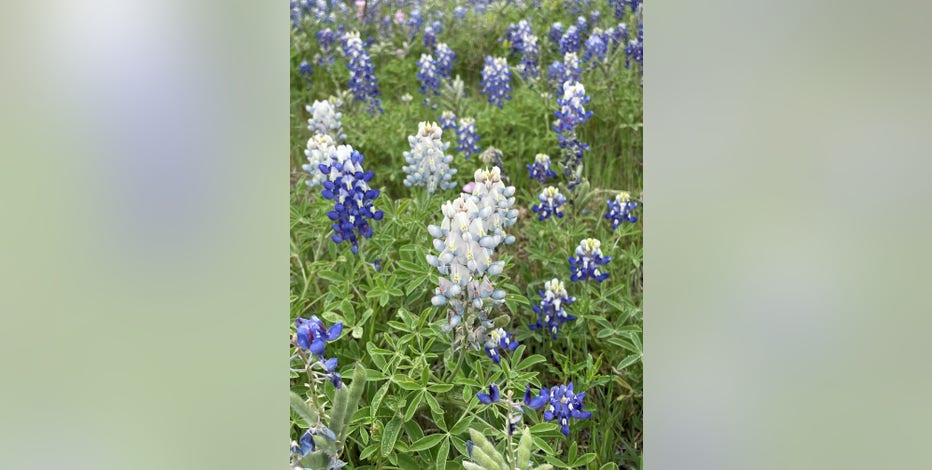 Texas bluebonnets already blooming in North Texas | FOX 4 Dallas-Fort Worth