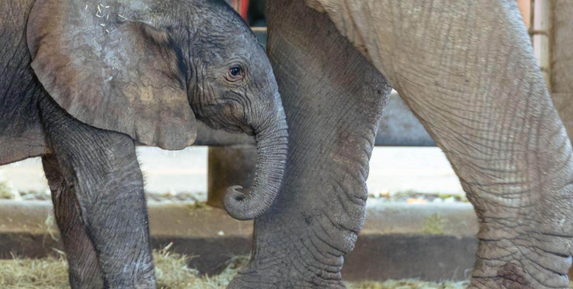 Dallas Zoo's baby elephant makes first public appearance | FOX 4 Dallas ...