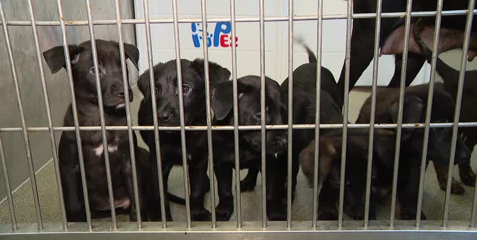 North Texas swim team assists with foster puppies to help overwhelmed ...