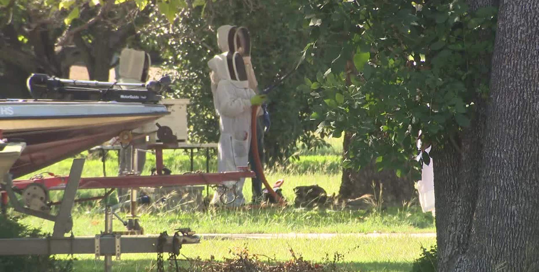 Elderly man dies after swarm of bees attacks couple in North Richland ...