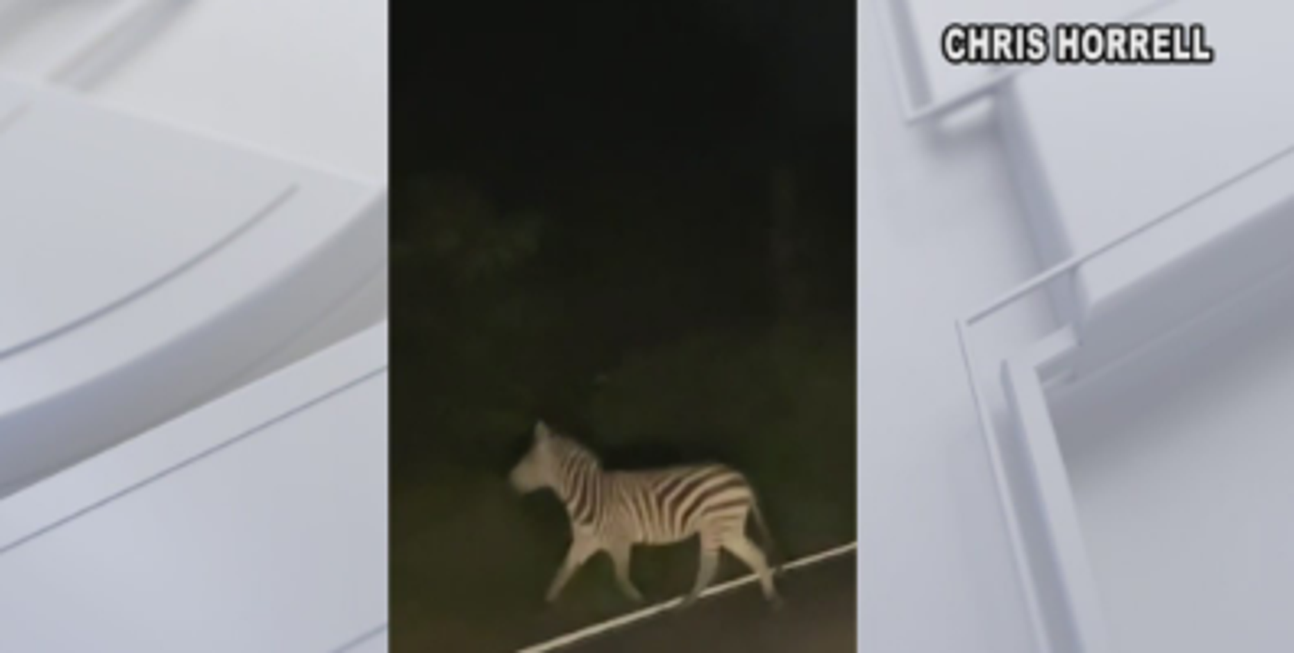 Zebra owner acquitted of animal cruelty charges in Prince George’s County court | FOX 5 DC