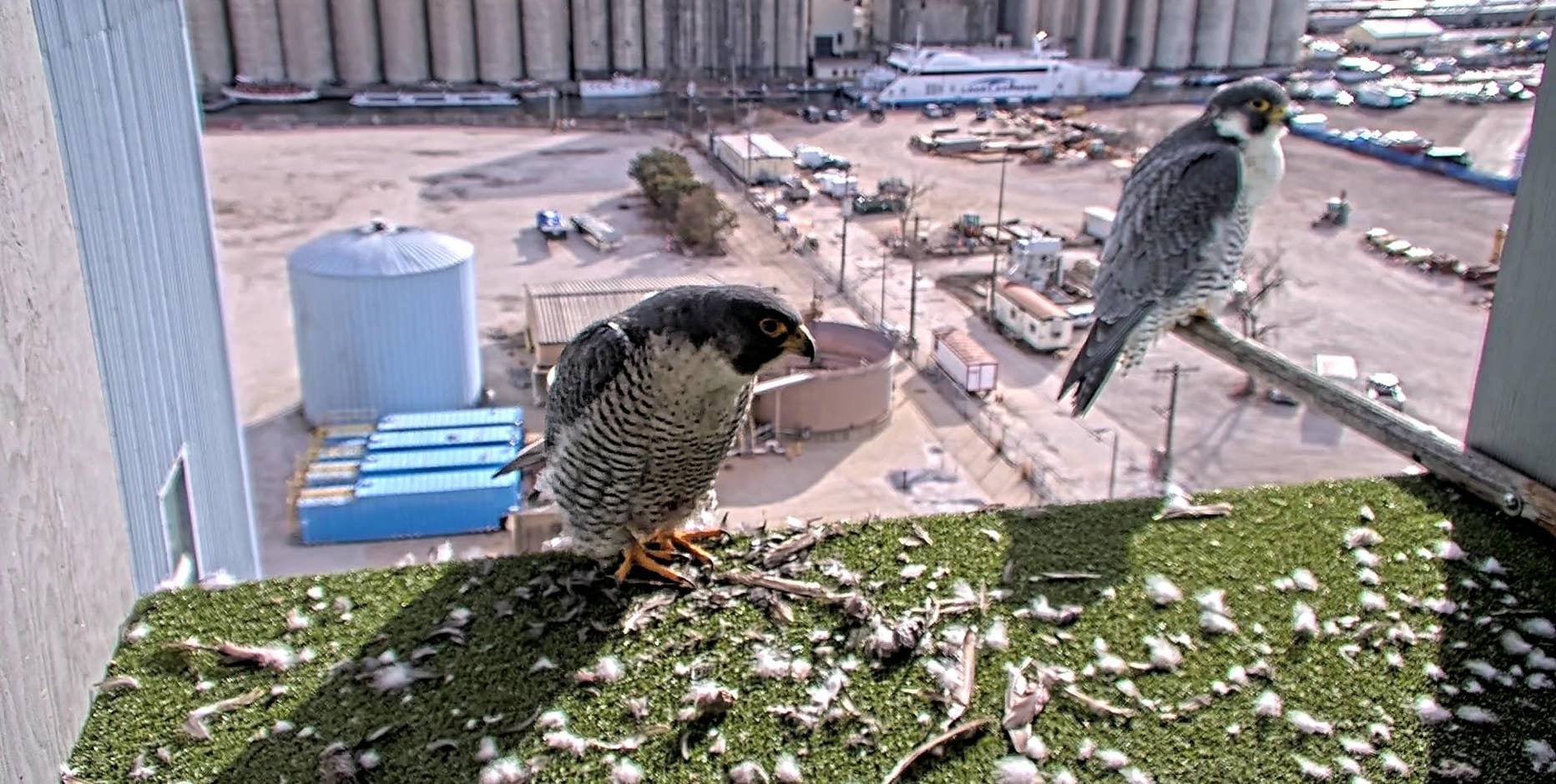 We Energies: 2 peregrine falcons dead; bird flu likely the cause | FOX6 ...