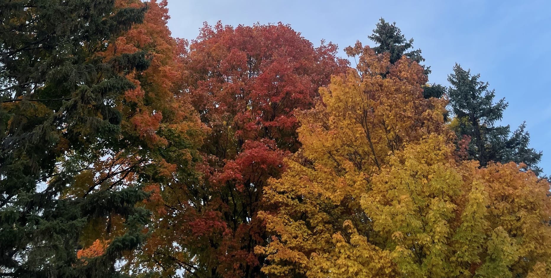 Minnesota DNR shares what to expect for 2024 fall colors | FOX 9 ...