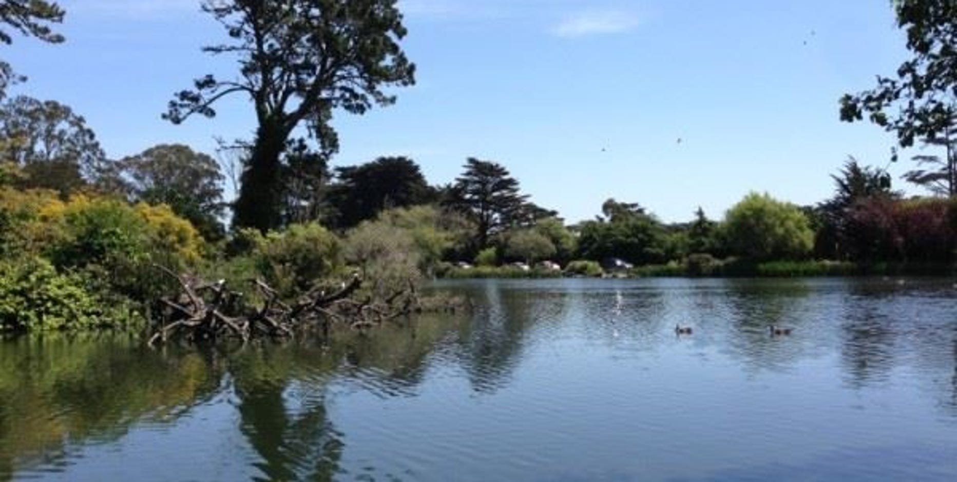 San Francisco’s Stow Lake to be renamed Blue Heron Lake | KTVU FOX 2