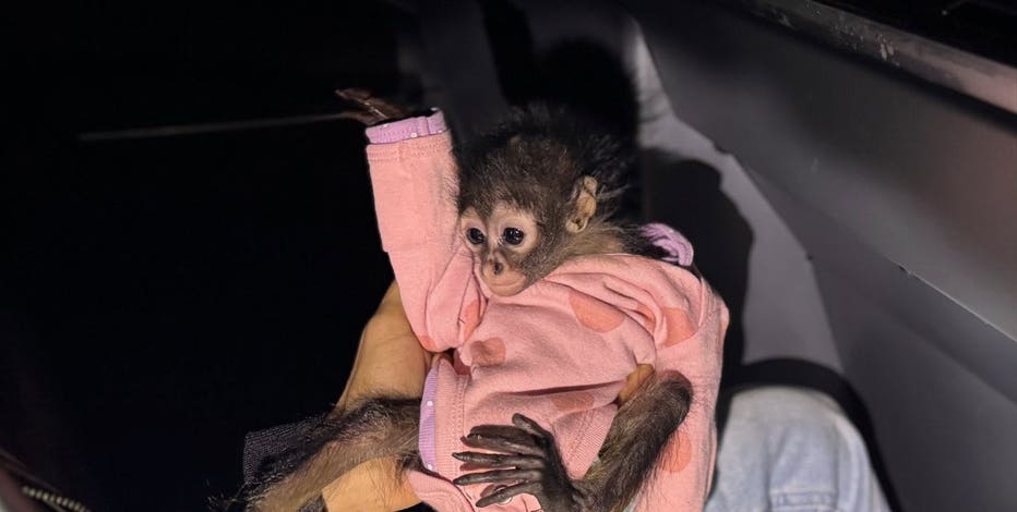 Perry the donkey, model for 'Donkey' character in Shrek movies has died ...