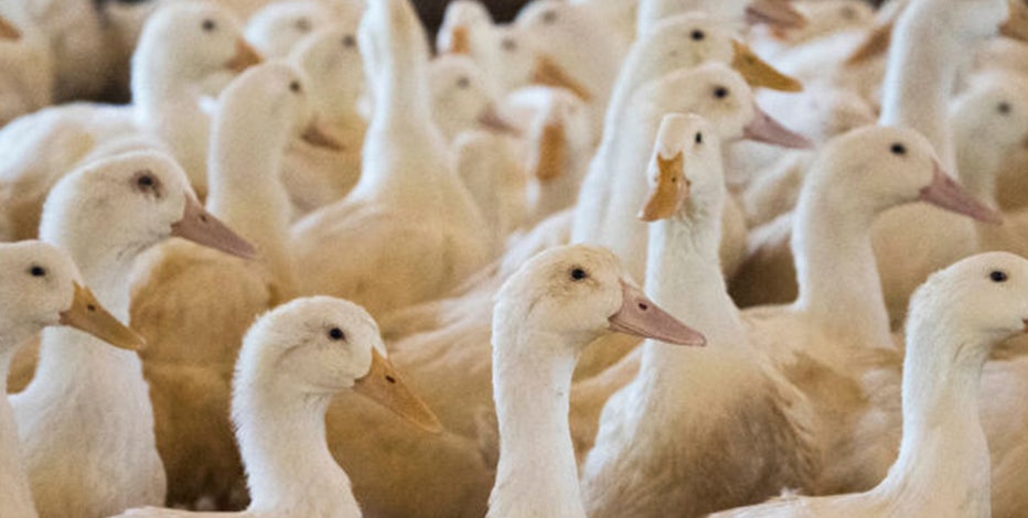First case of bird flu in Pennsylvania confirmed | FOX 29 Philadelphia