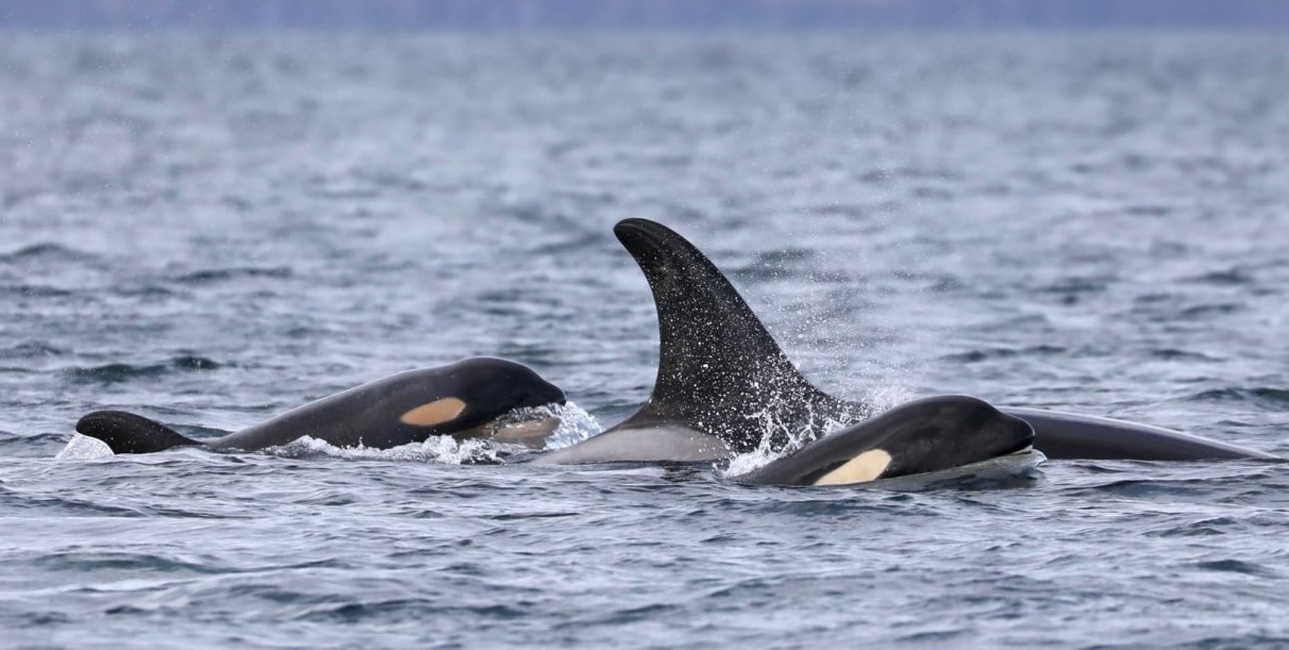 Not one, but two orca calves return with endangered Southern Residents ...