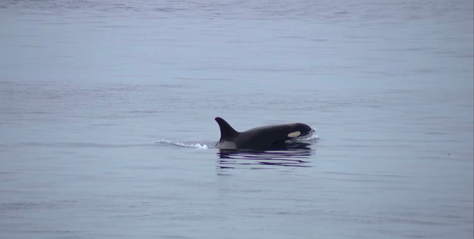 Inbreeding within Southern Resident killer whale adds to extinction ...