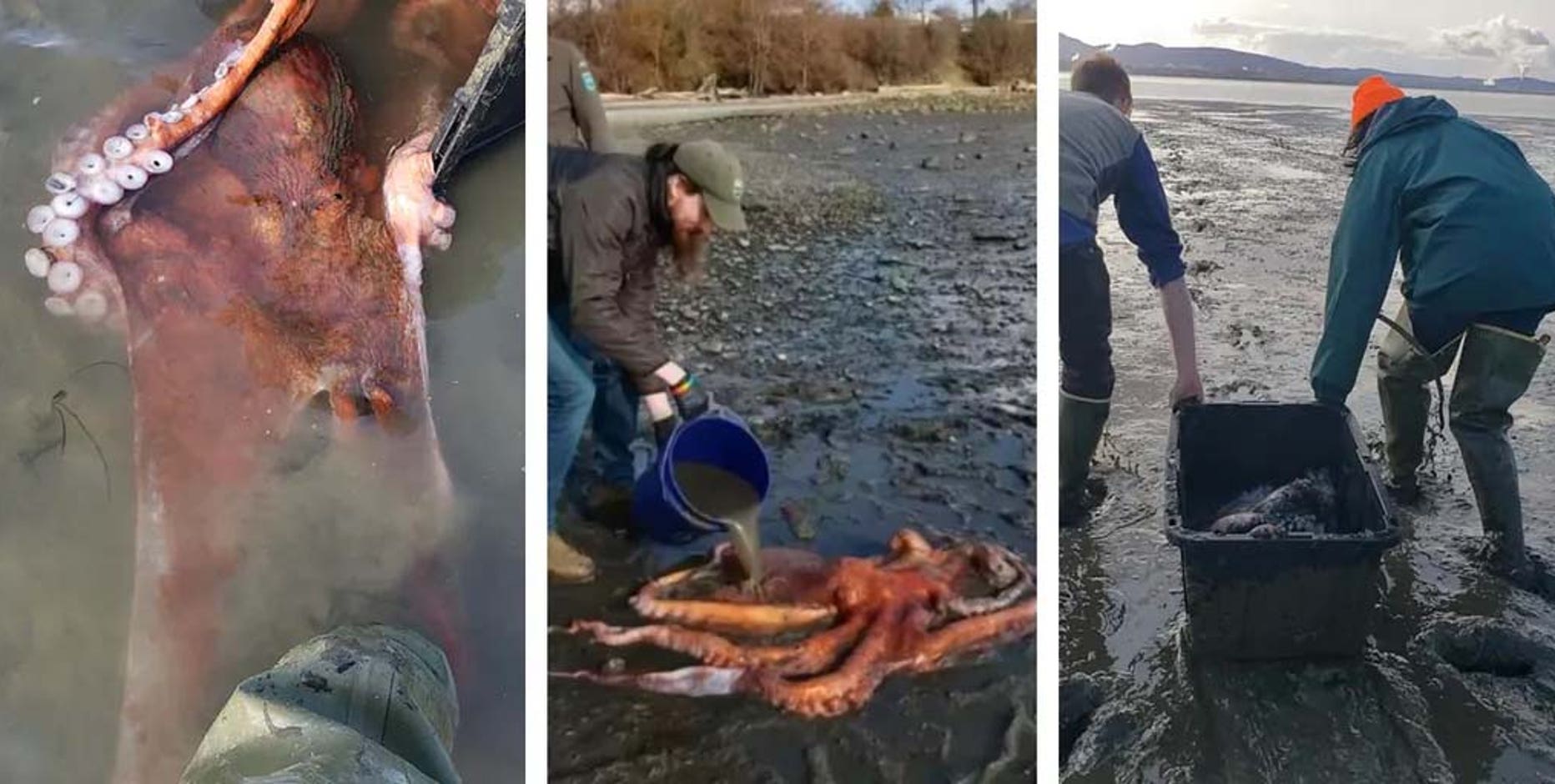 Giant Pacific octopus found in Bellingham tidepool | FOX 13 Seattle