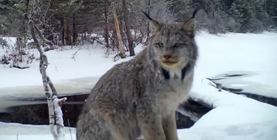 New recovery plan released for the less than 50 Canada lynx remaining in WA