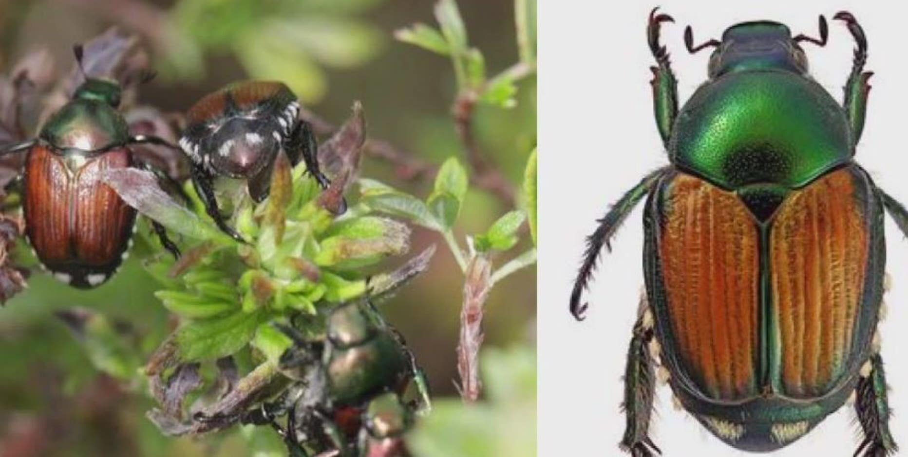 Japanese beetle infestation threatens WA agriculture | FOX 13 Seattle