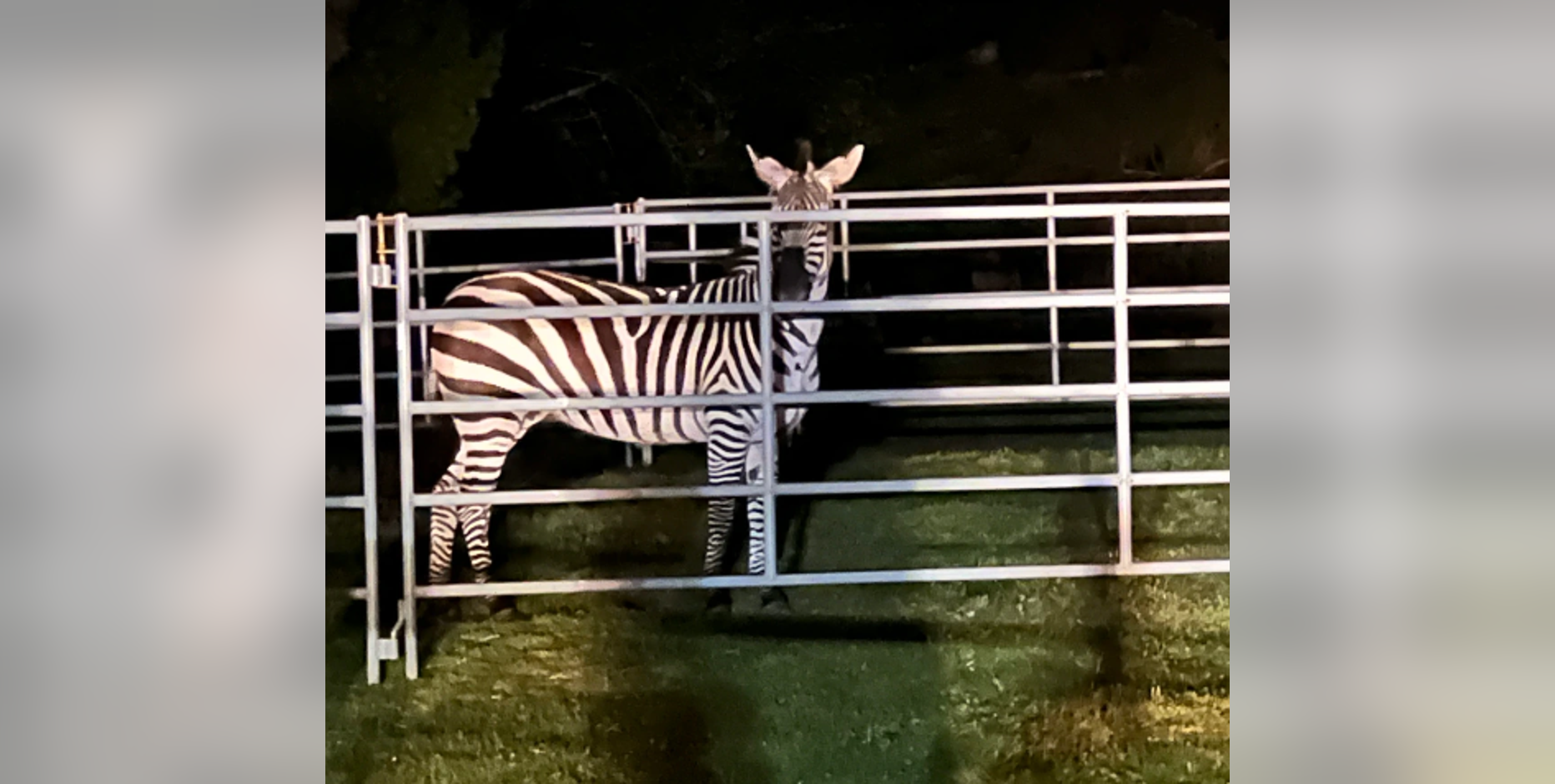 Wranglers, residents help corral 4th and final missing zebra | FOX 13 Seattle
