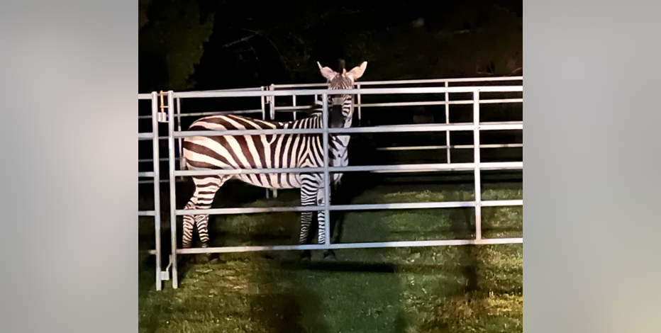 Wranglers, residents help corral 4th and final missing zebra