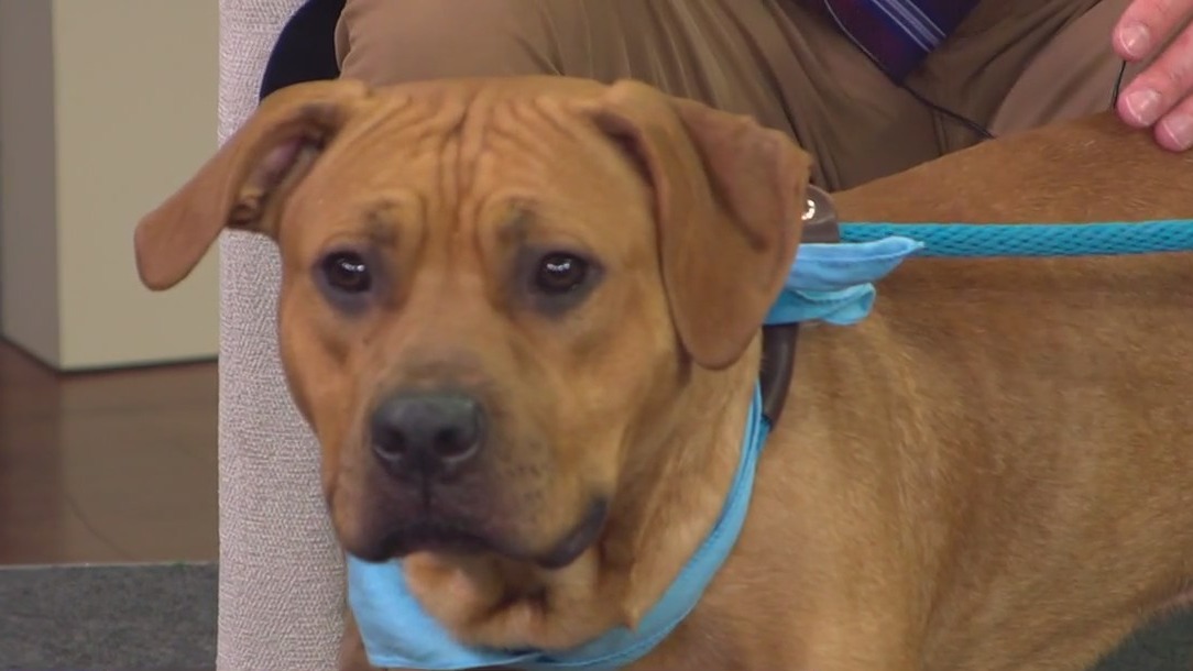 Meet Rylo: FOX 13's Pet of the Week | FOX 13 Tampa Bay