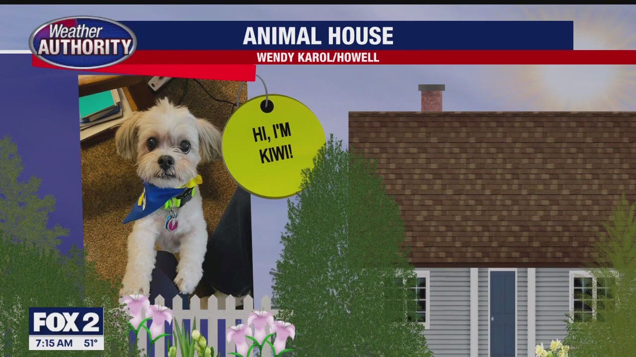 Welcome Kiwi | FOX 2 Detroit