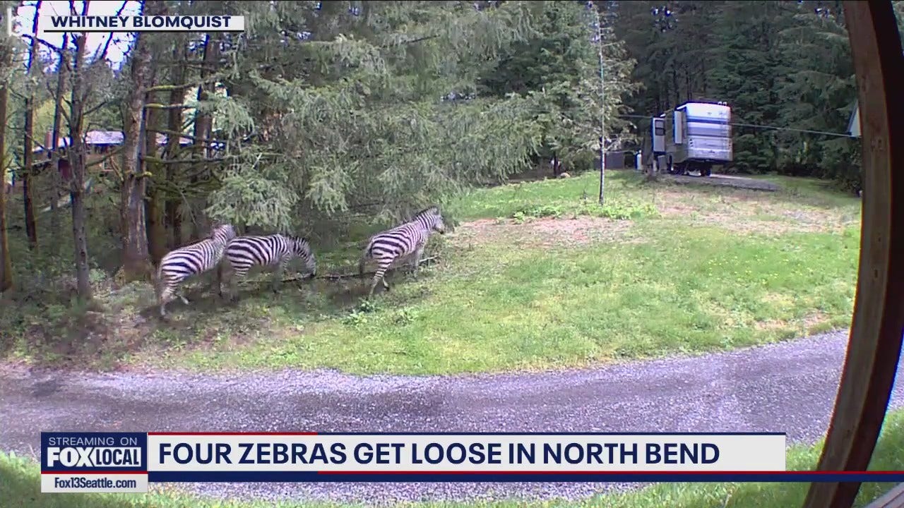 4 zebras escape on I-90 near North Bend | FOX 13 Seattle
