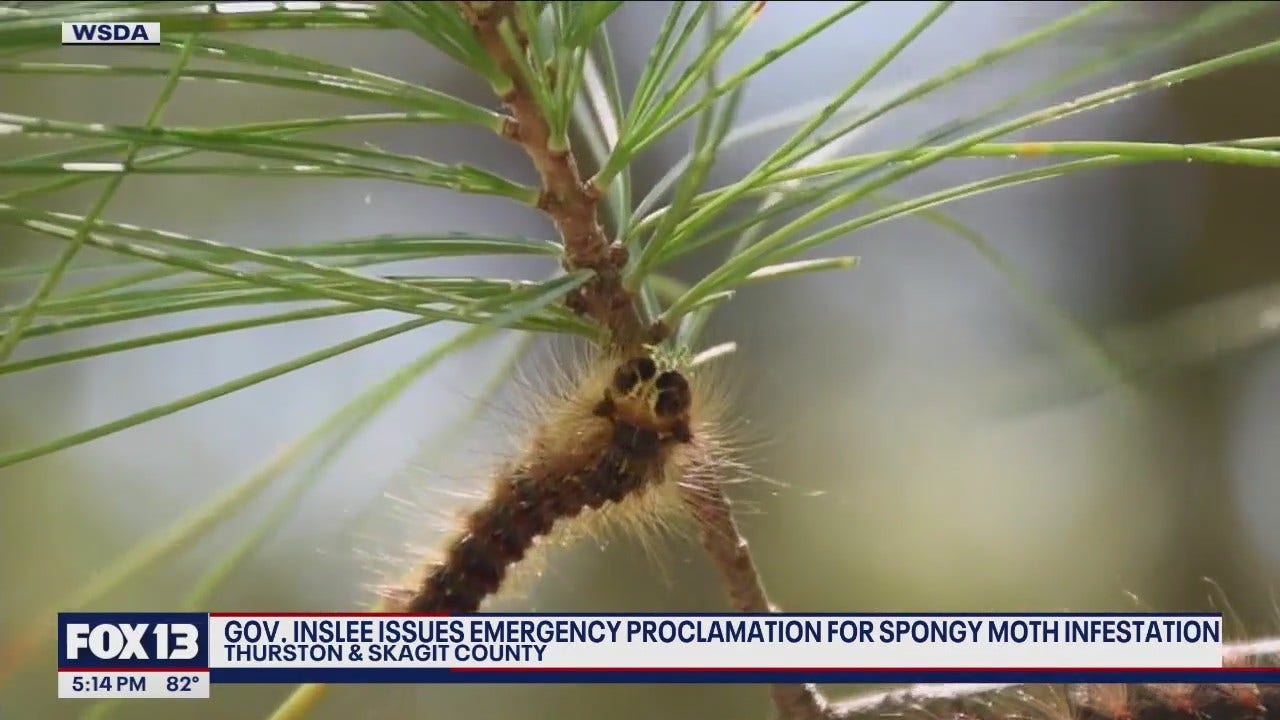 WA governor issues emergency proclamations for spongy moth infestation ...