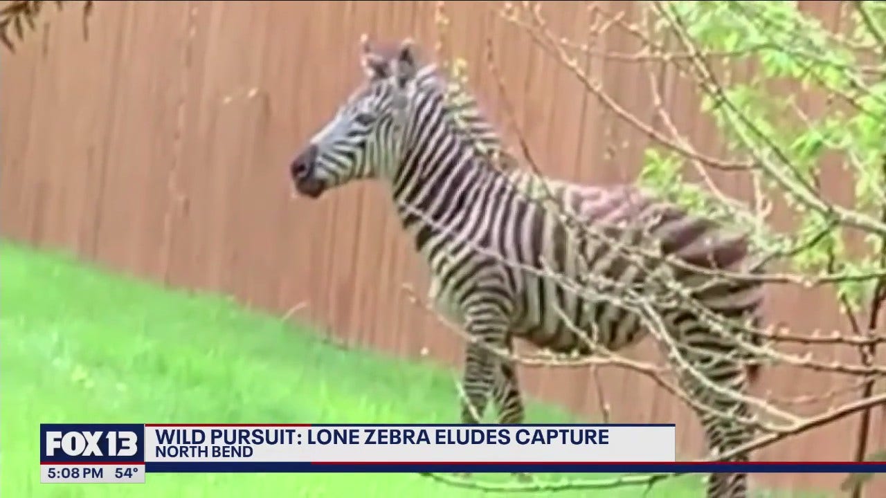 Wild pursuit: Lone zebra eludes capture in Washington | FOX 13 Seattle