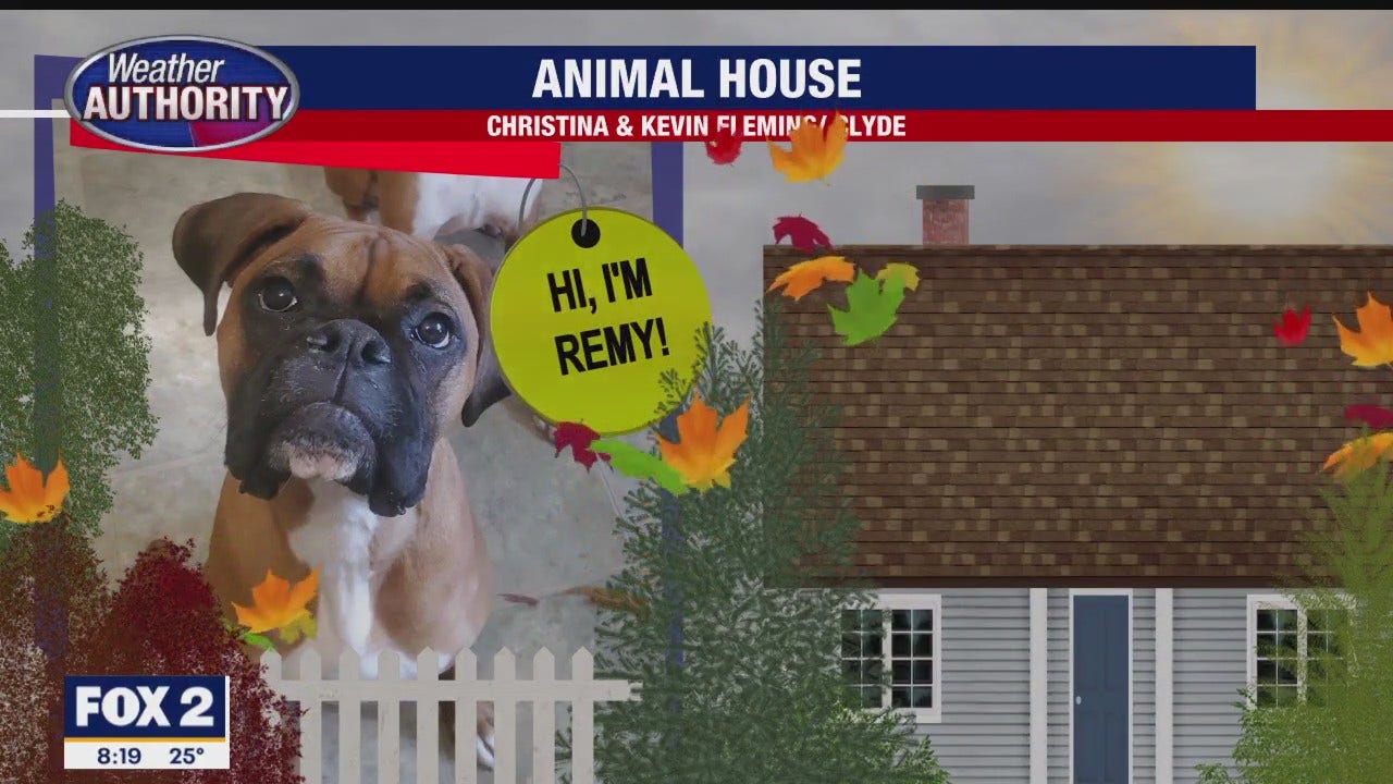 Meet Remy | FOX 2 Detroit