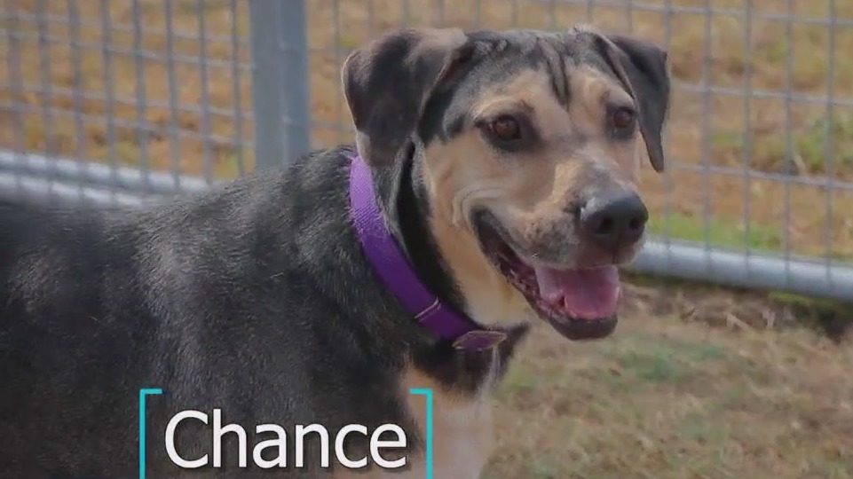 Pet of the Day: Chance | FOX 4 Dallas-Fort Worth
