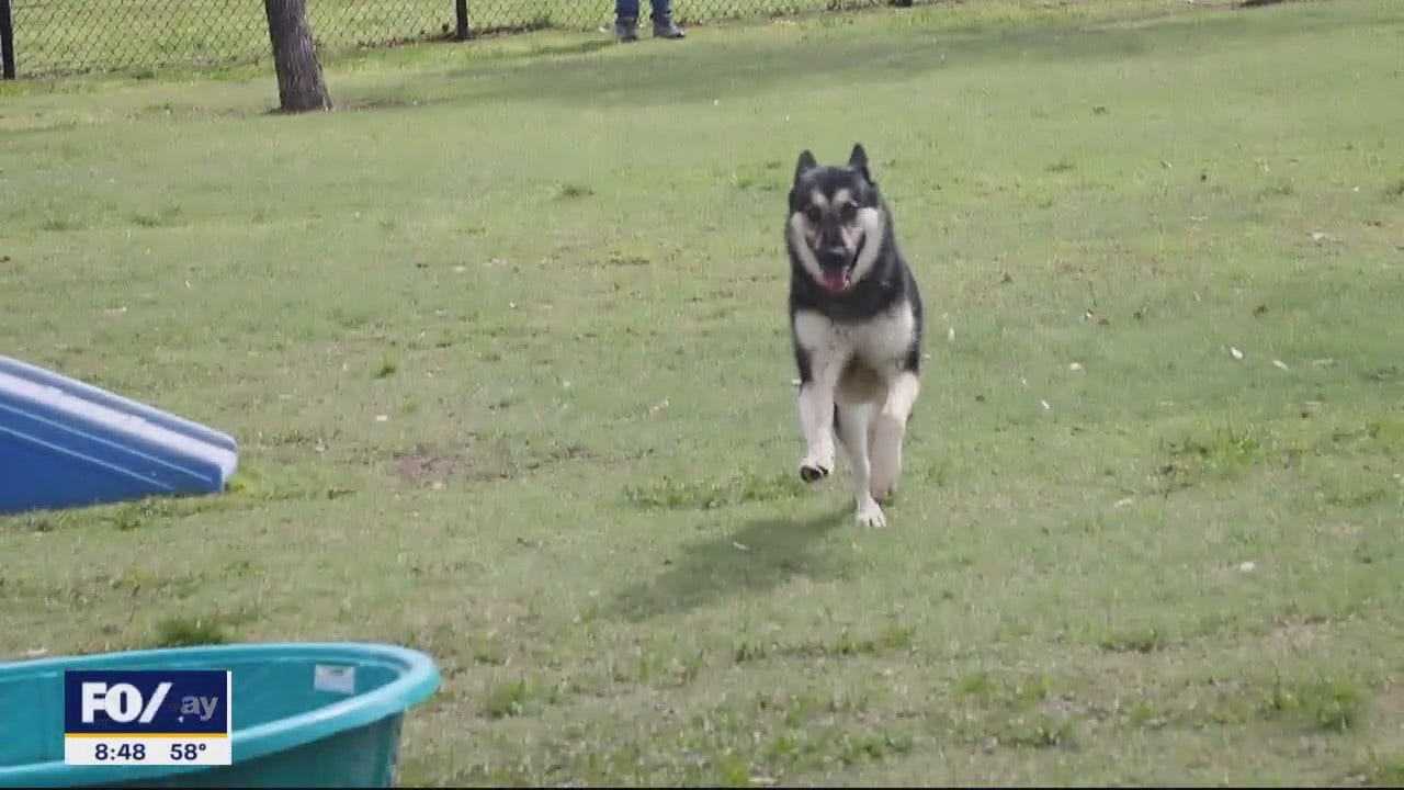 Dog of the Day: Allister | FOX 4 Dallas-Fort Worth