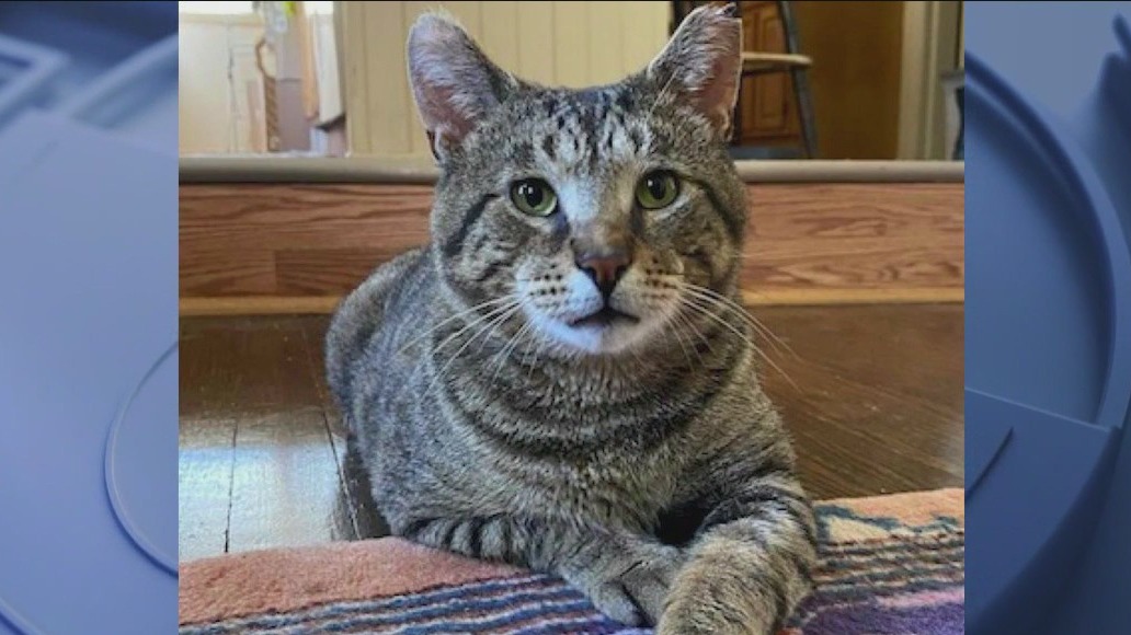 One Tail at a Time to host foster open house | FOX 32 Chicago