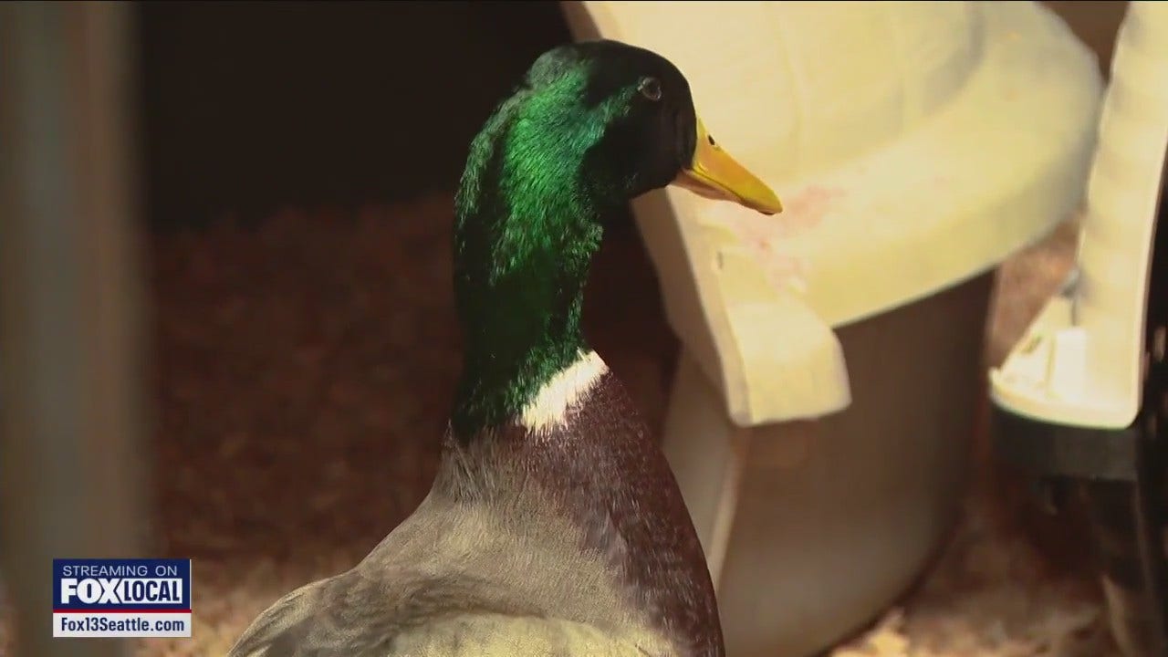 Duck rescued from drug house up for adoption | FOX 13 Seattle