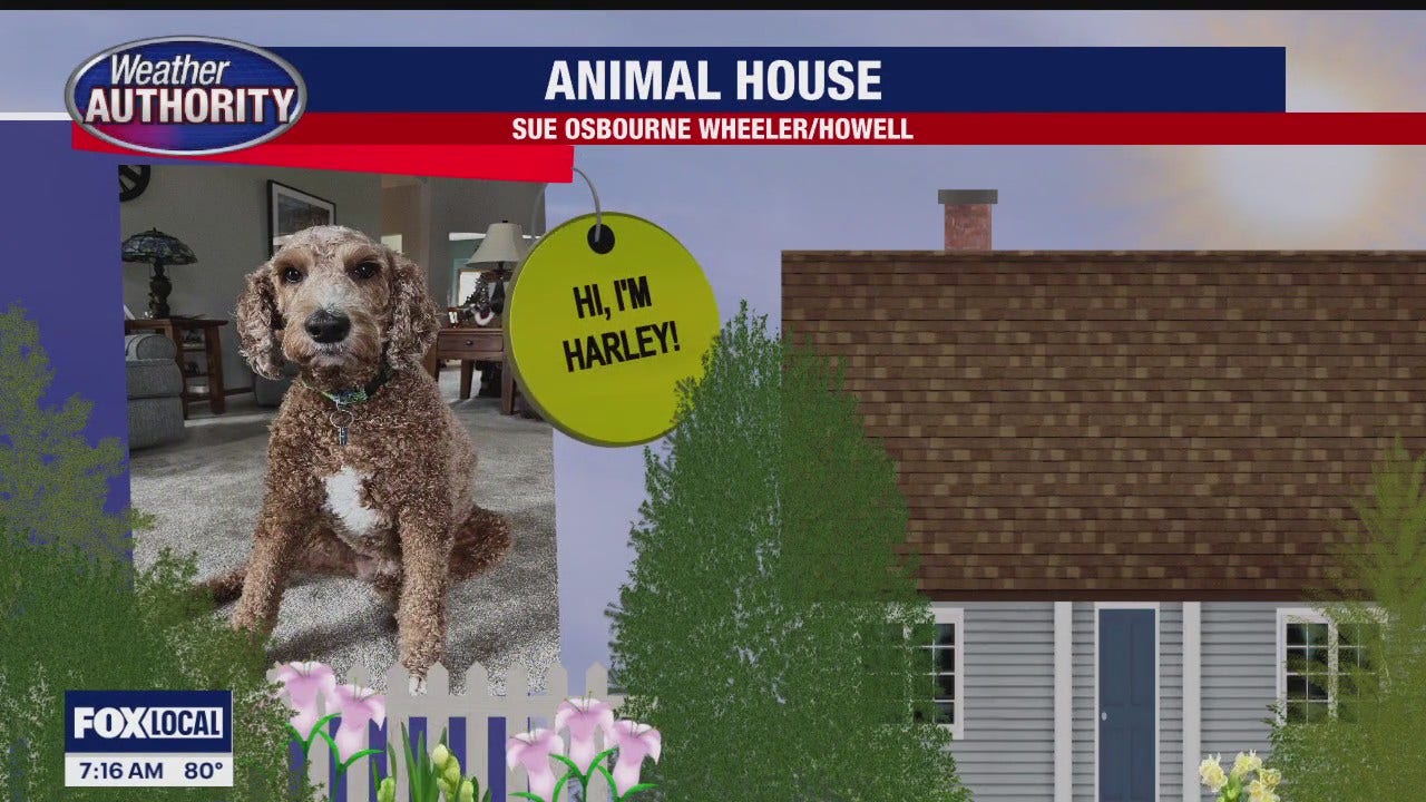 Welcome Harley | FOX 2 Detroit