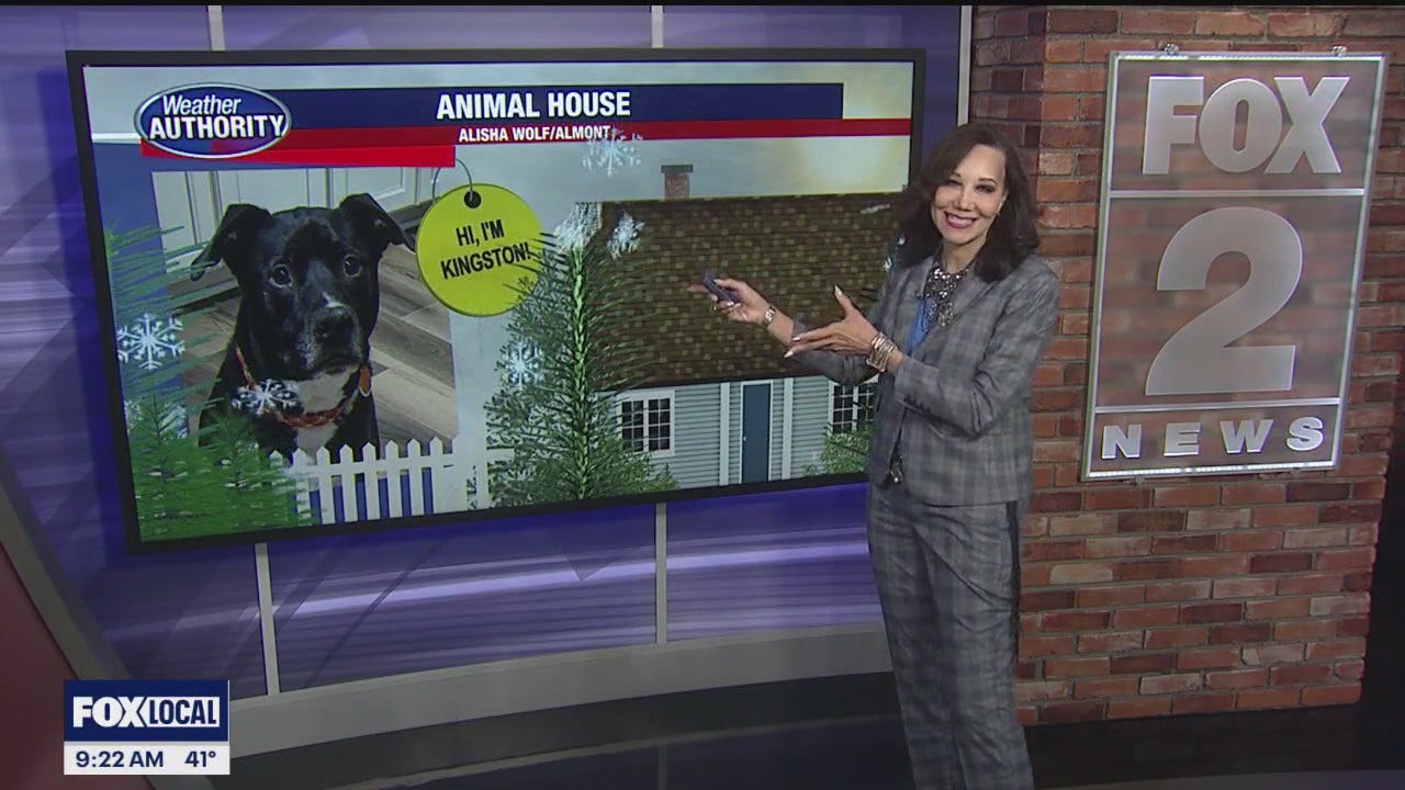 Meet Kingston | FOX 2 Detroit