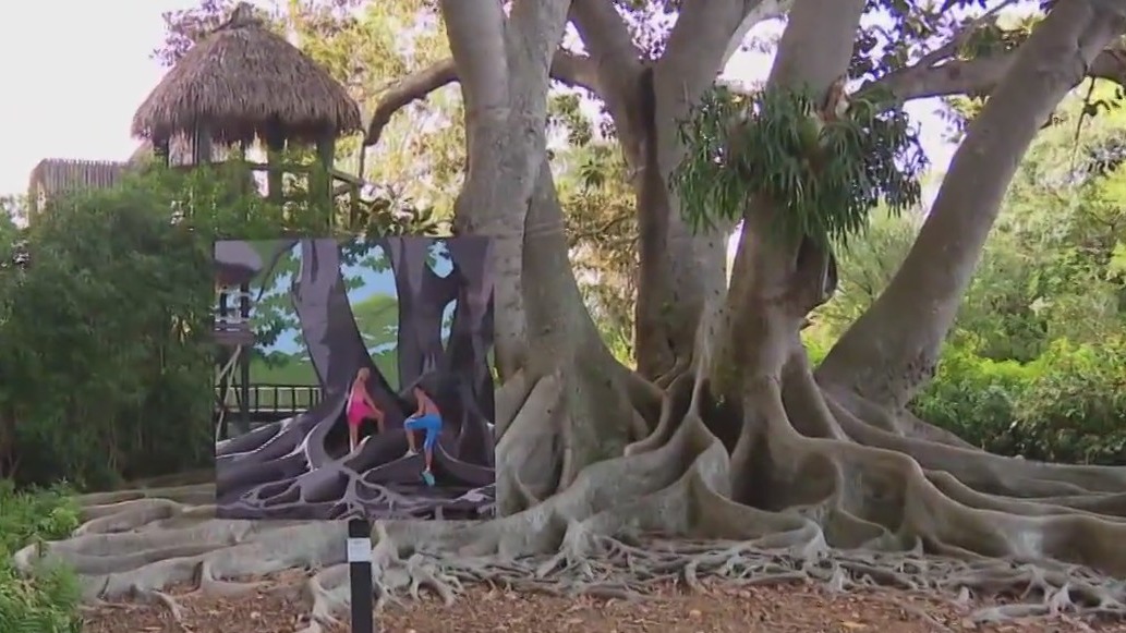 ‘John Pirman’: Diving into nature at Selby Gardens | FOX 13 Tampa Bay ‘John Pirman’: Diving into nature at Selby Gardens | FOX 13 Tampa Bay