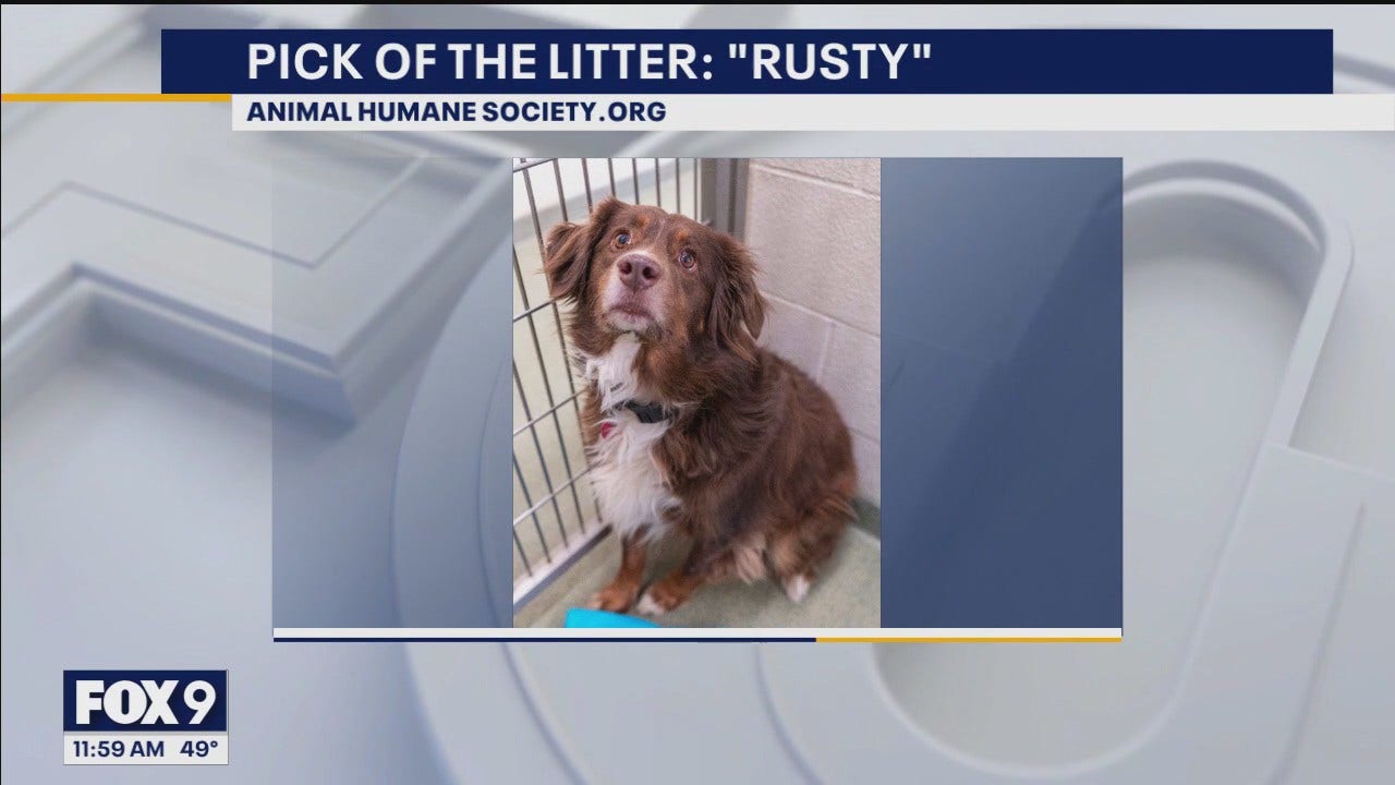 Rusty is FOX 9's pick of the litter | FOX 9 Minneapolis-St. Paul