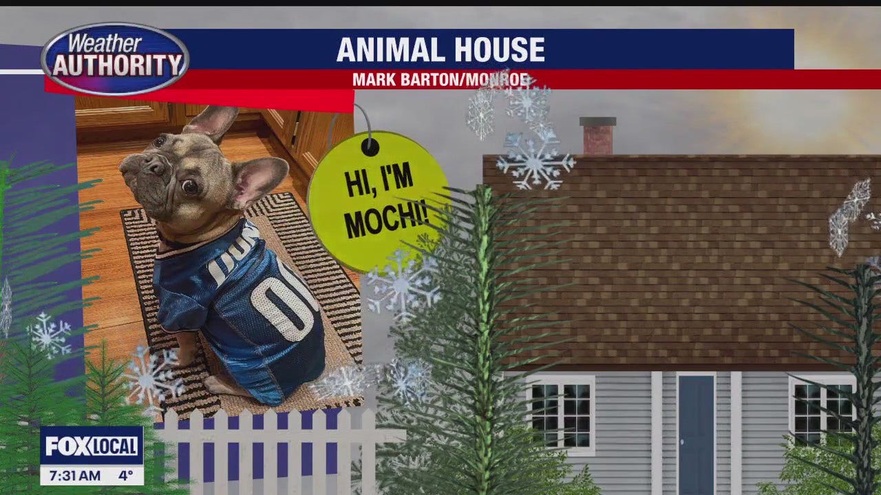 Meet Mochi | FOX 2 Detroit