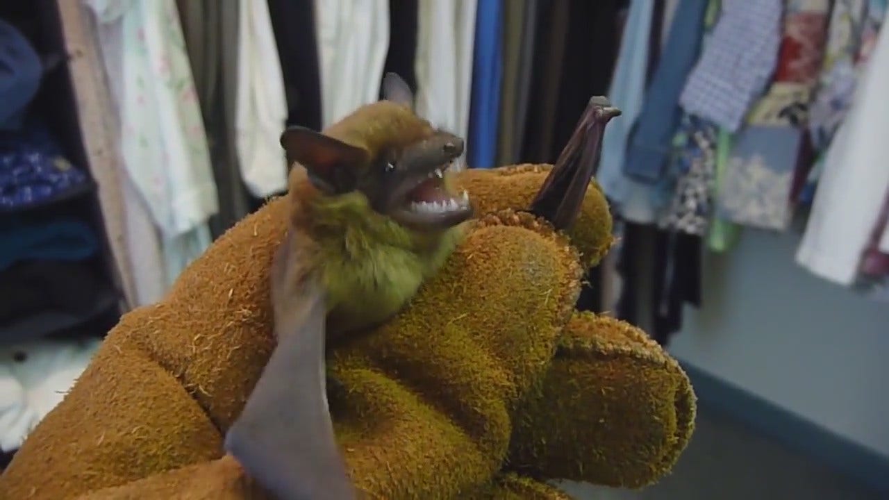 Beware of rabid bats in Cook County | FOX 32 Chicago
