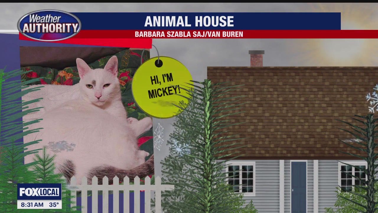 Meet Mickey | FOX 2 Detroit