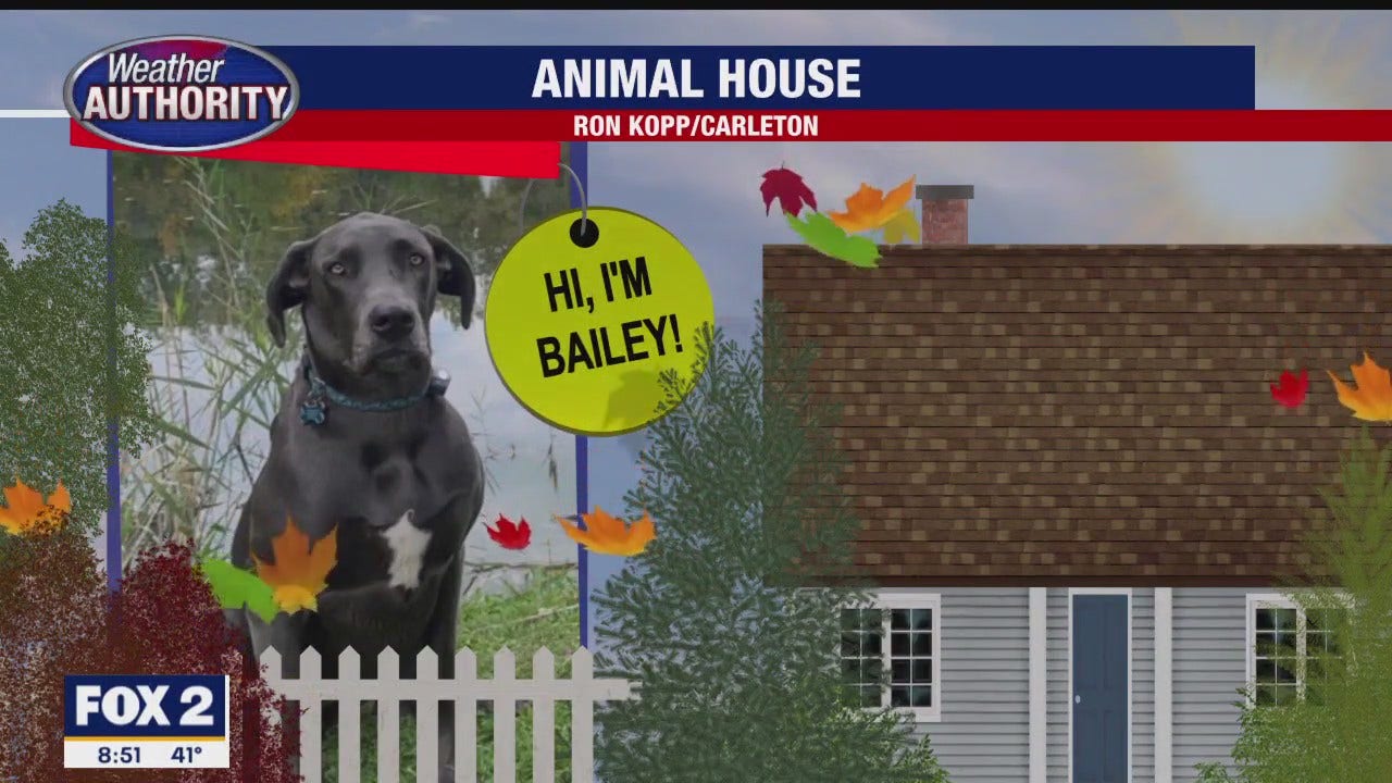 Meet Bailey | FOX 2 Detroit