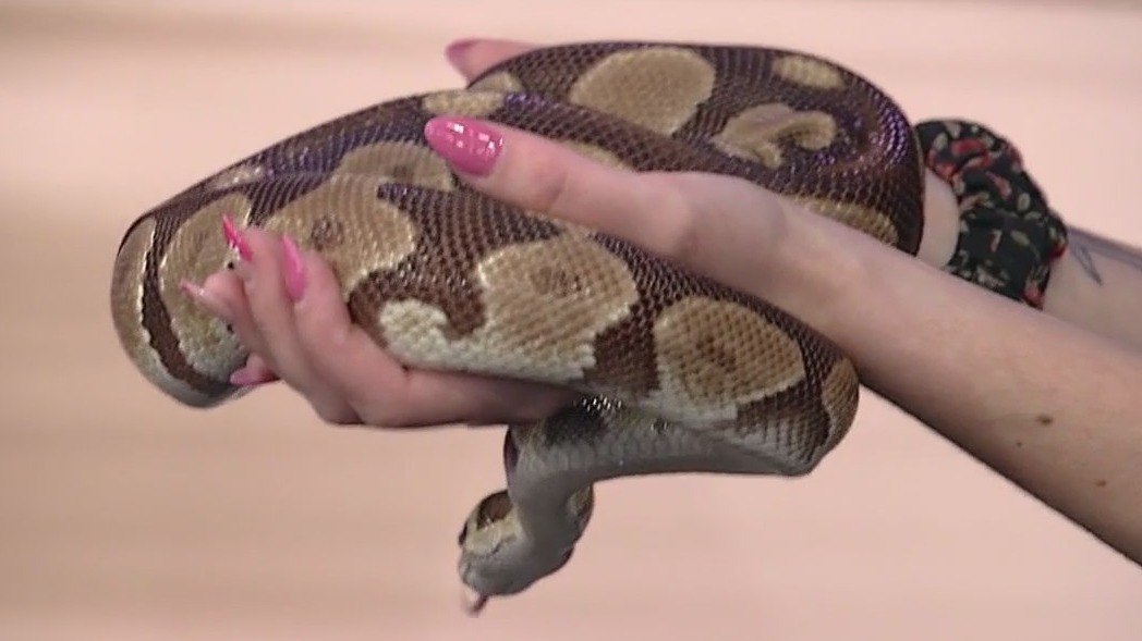 A visit from Zoo Atlanta's ball python | FOX 5 Atlanta