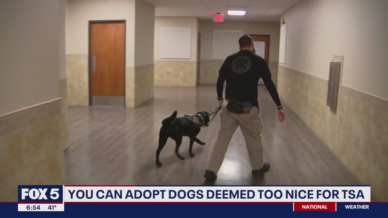 Adopt a dog that was "too nice" for TSA | FOX 5 DC