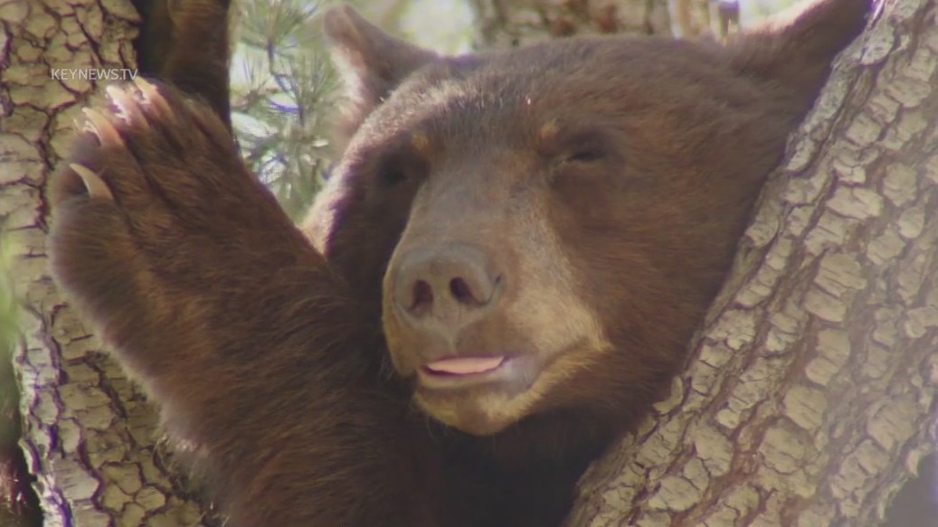 Bear swims, climbs trees in Castaic | FOX 11 Los Angeles