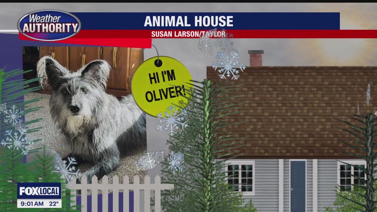 Meet Oliver | FOX 2 Detroit