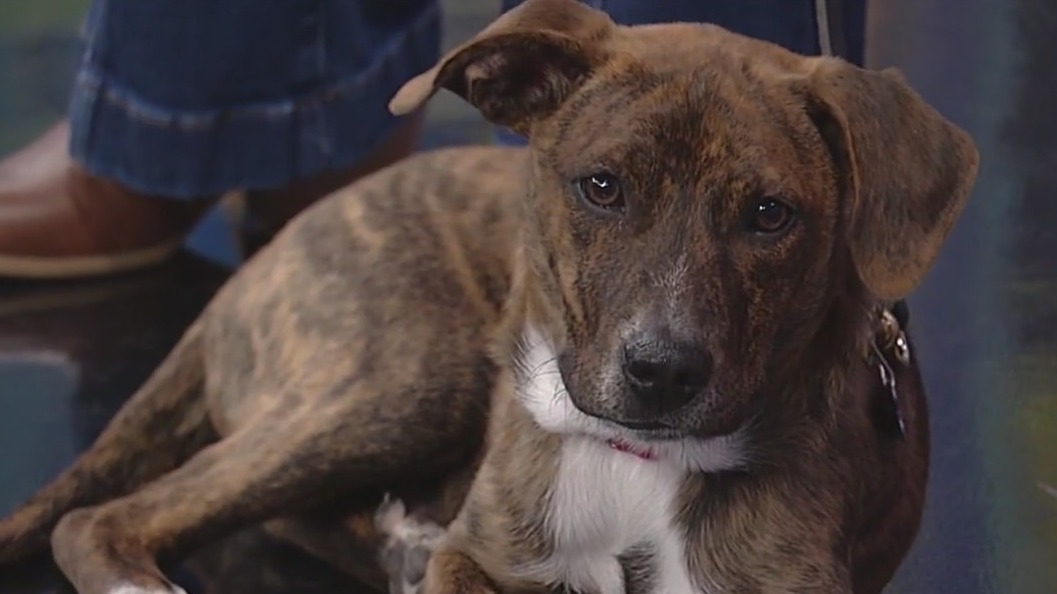 Meet Kyle Kent: Our Pet of the Day | FOX 5 Atlanta