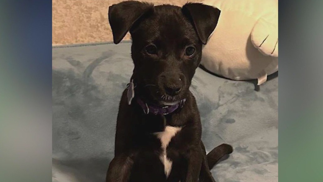 Meet Fried Okra and Cake: Our Pets of the Day | FOX 5 Atlanta