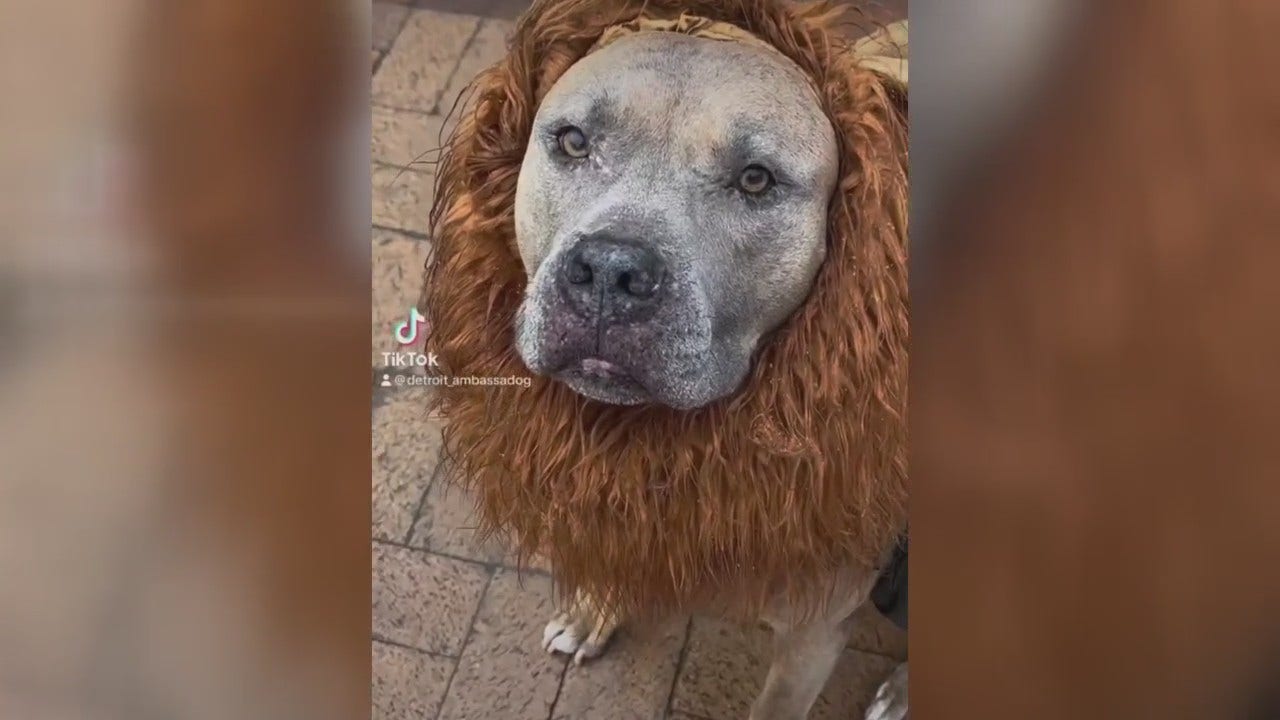 Pitbull in lion mane goes viral for supporting Detroit Lions | FOX 2 ...